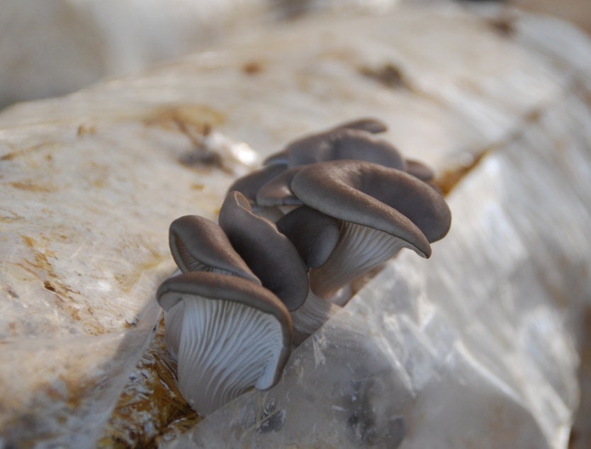20 G Fresh Pleurotus Sajor-caju GREY OYSTER Mycelium Buy | Etsy
