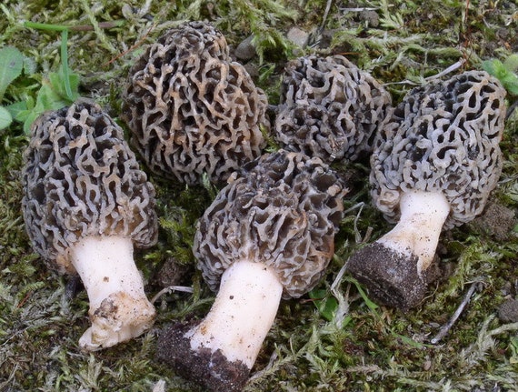Morel Mushroom Spores