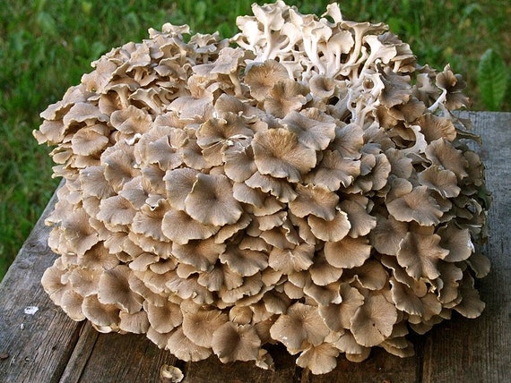 Polyporus Slide