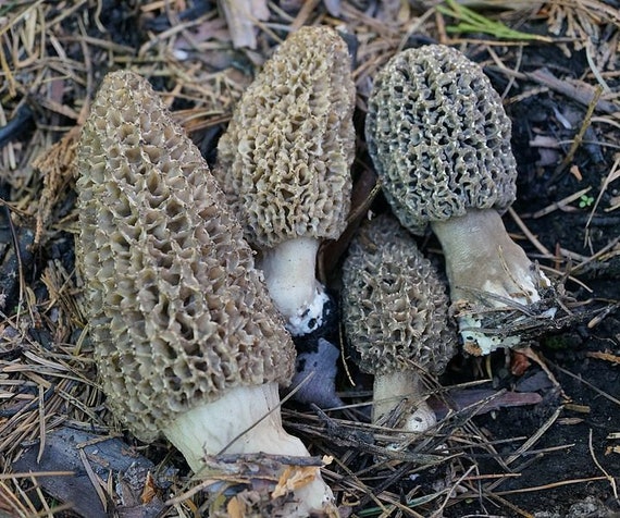 Gray Morel Mushrooms