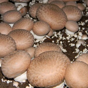 25 g Frischer Agaricus bisporus Myzel Kaufen BRAUN CREMINI Portobello ...