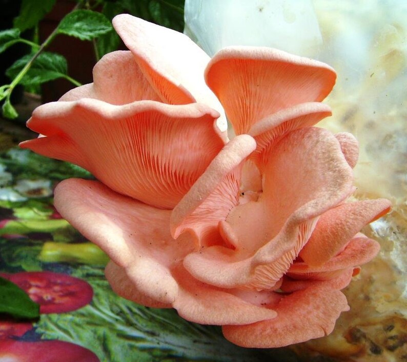 10 G Fresh Pleurotus Djamor Pink Oyster Mycelium Buy Mushroom Etsy
