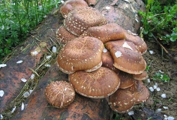 25 G Fresh SHIITAKE Lentinula Edodes Mycelium Buy Mushroom | Etsy