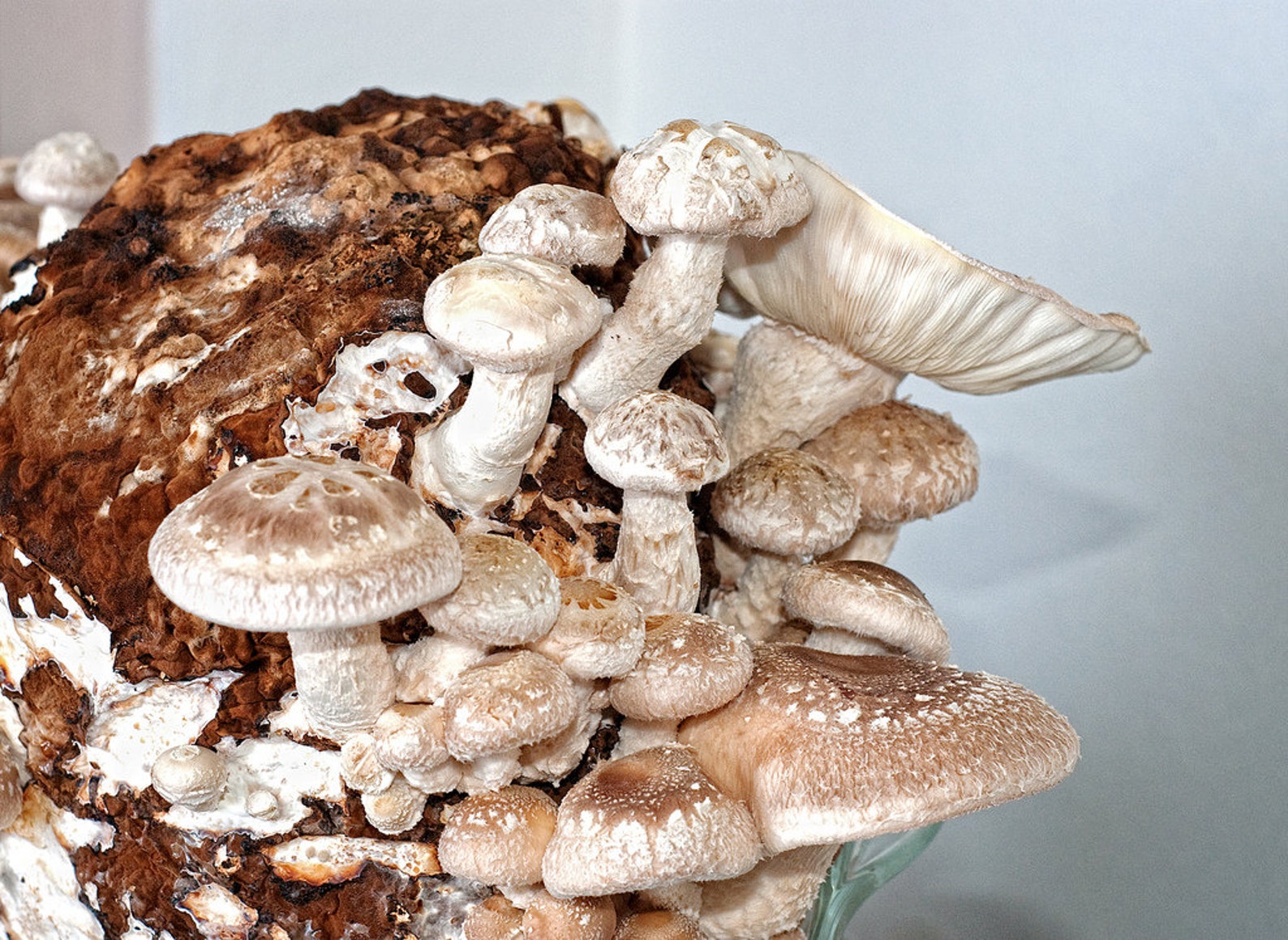 25 G Fresh SHIITAKE Lentinula Edodes Mycelium Buy Mushroom | Etsy