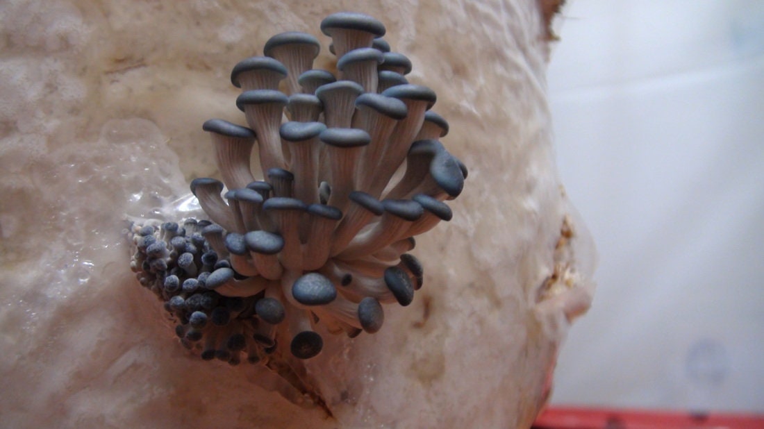 20 g Fresh BLUE OYSTER Mycelium Pleurotus columbinus Buy | Etsy