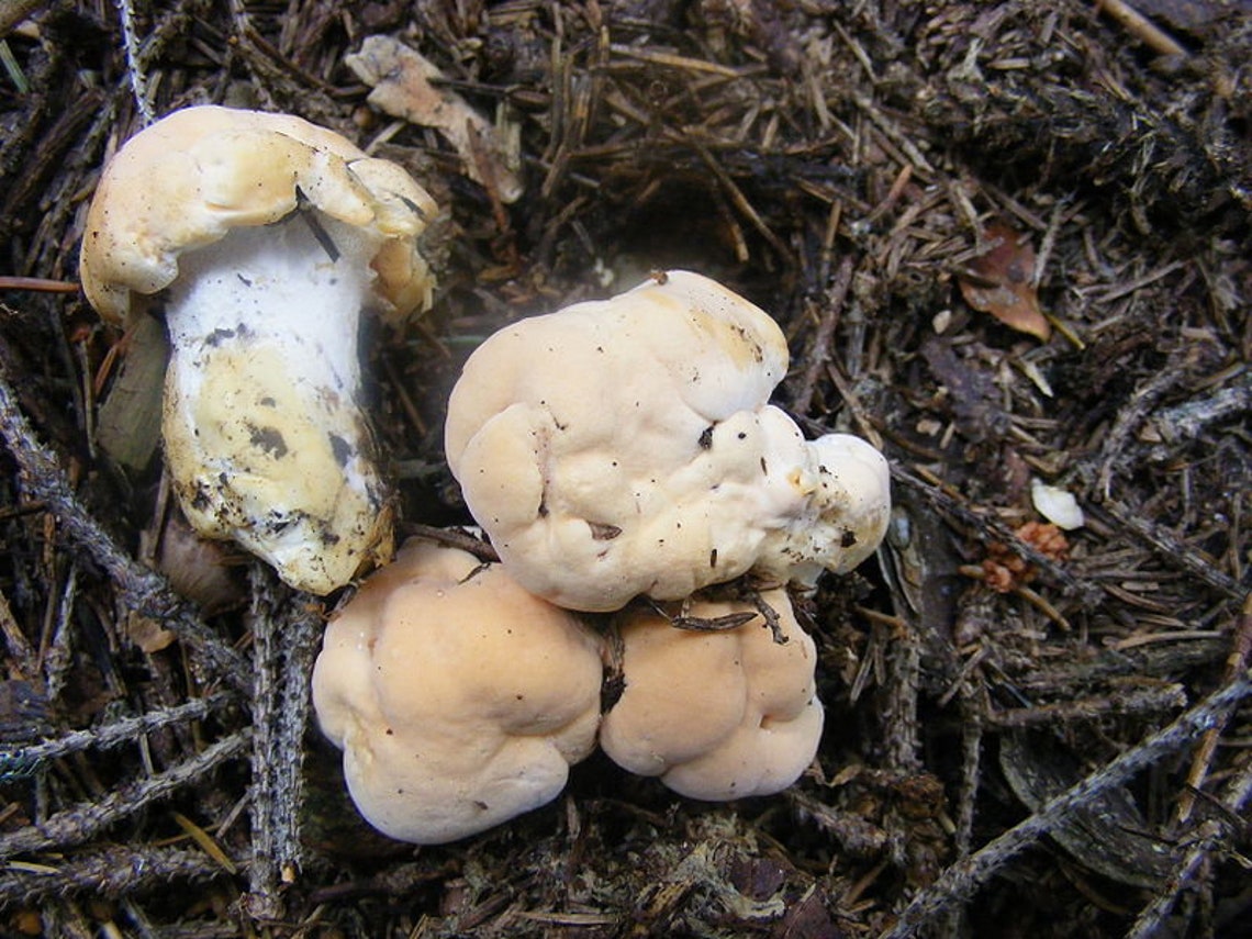 25 G Fresh SHEEP POLYPORE Mycelium Albatrellus Ovinus Mushroom | Etsy