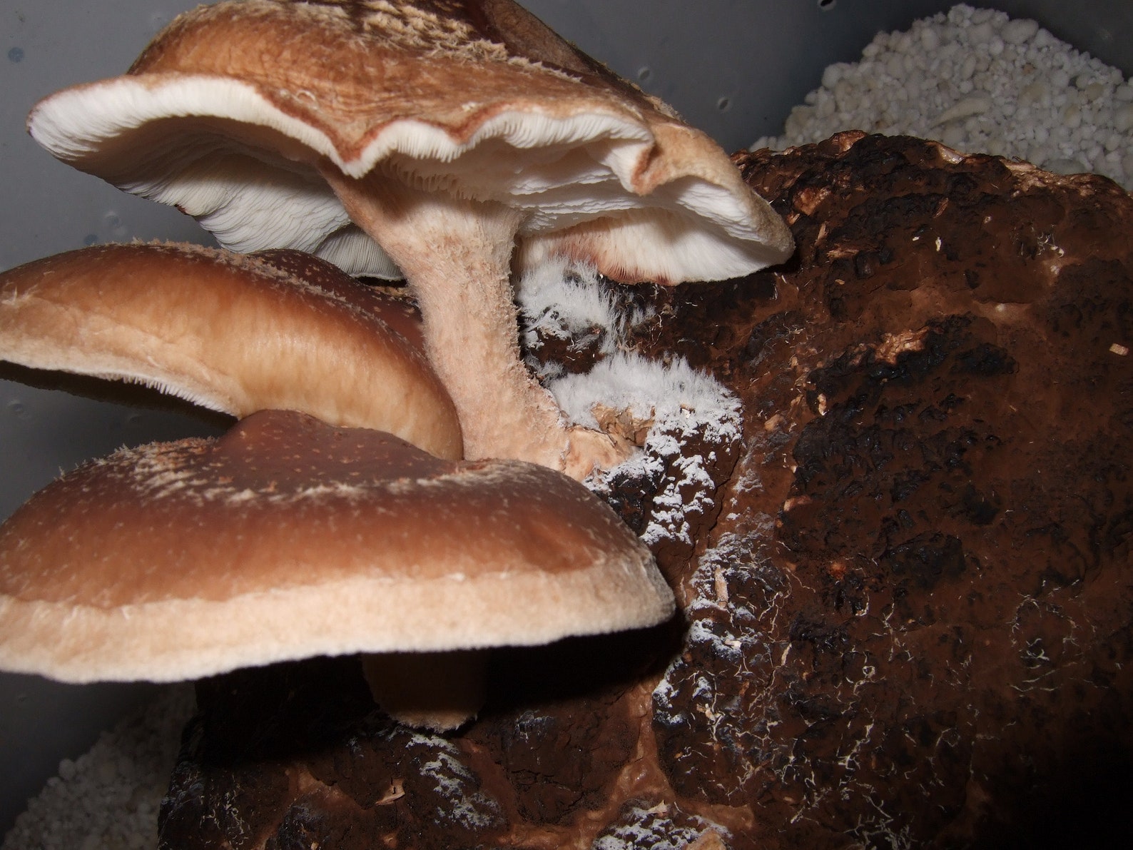 25 G Fresh SHIITAKE Lentinula Edodes Mycelium Buy Mushroom | Etsy