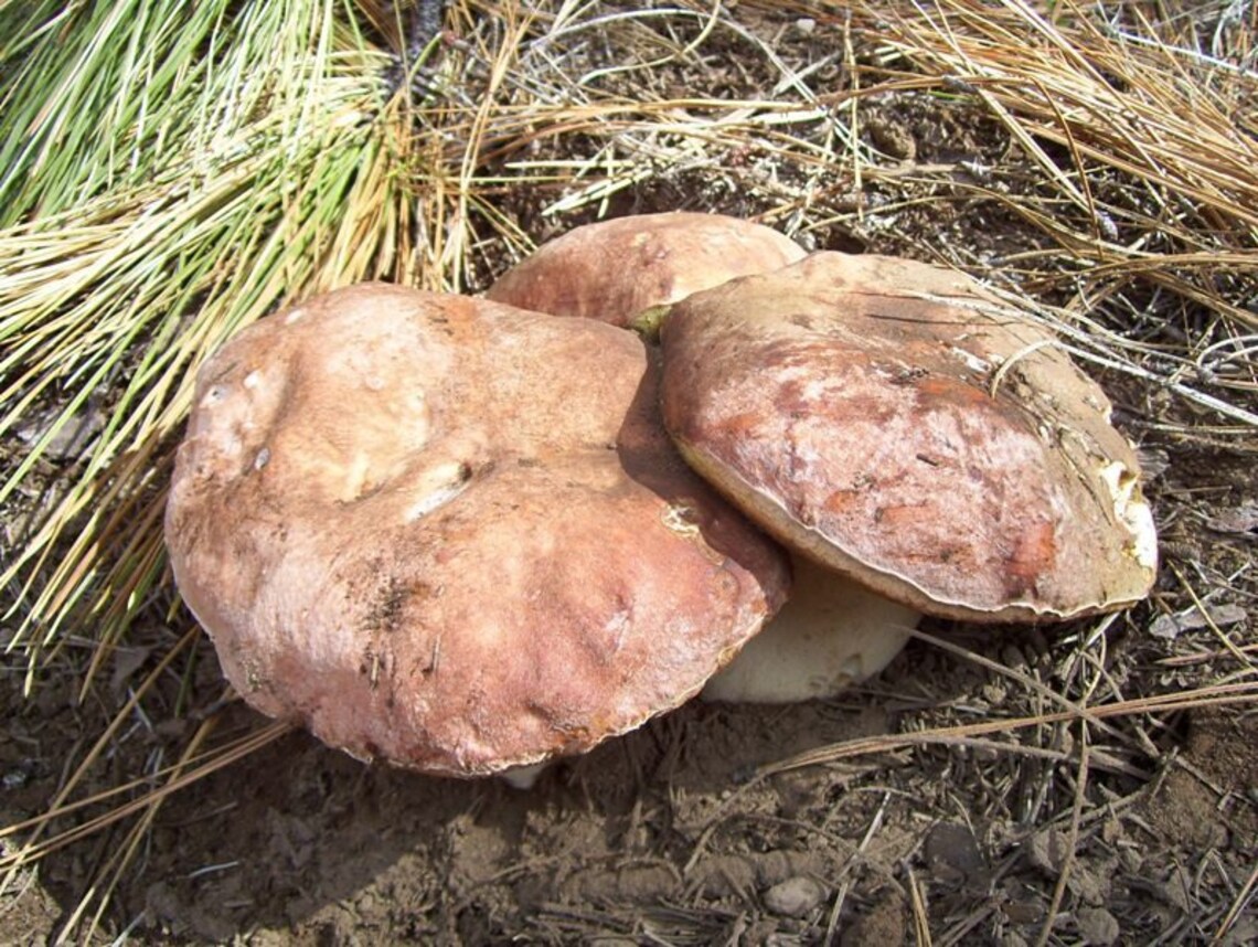 30 G Fresh SPRING KING BOLETE Boletus Rex-veris Mycelium Cep - Etsy