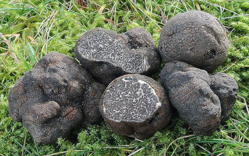 10 G Fresh Tuber Oregonense Mycelium OREGON BLACK TRUFFLE | Etsy