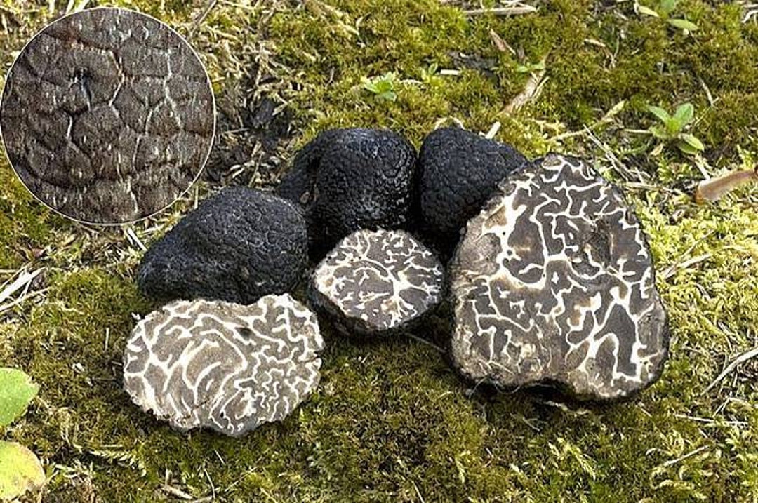 10 g Frais dhiver MUSCAT TRUFFE NOIRE Mycélium Tuber brumale Champignon ...