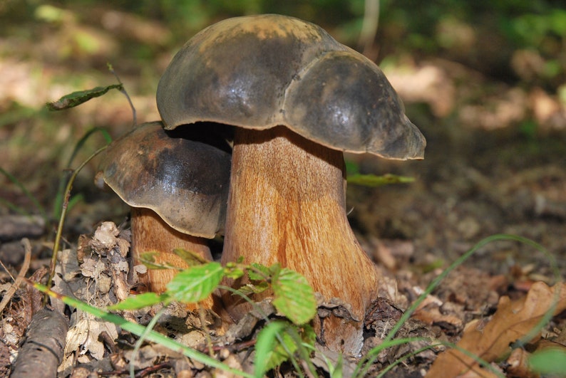 15 g Frische BRONZE QUEEN BOLETE Boletus aereus Steinpilz - Etsy.de