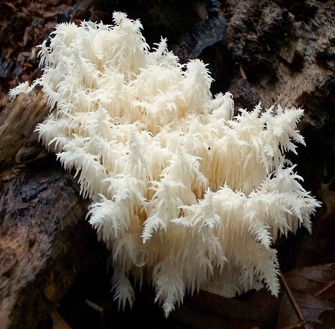 20 Fresh CORAL TOOTH FUNGUS Hericium Coralloides Mushroom | Etsy