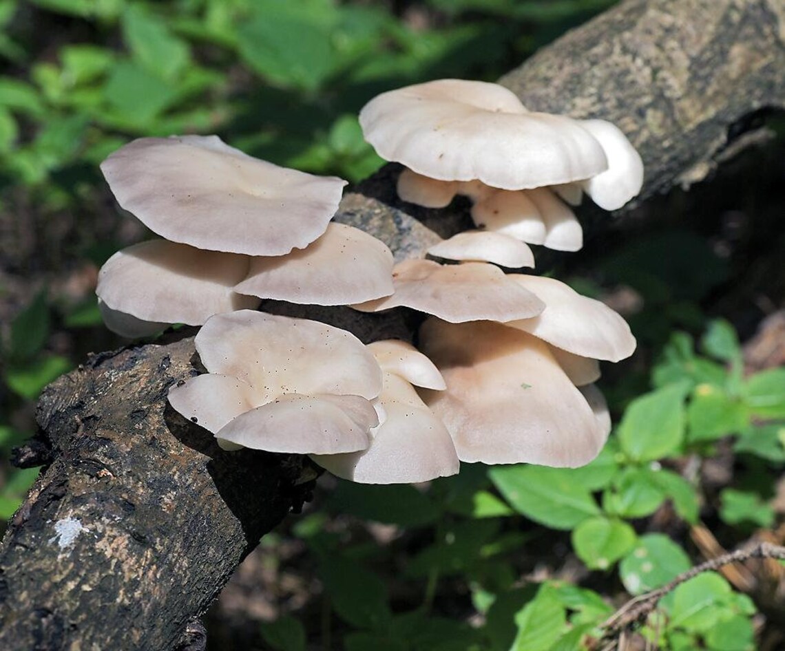 10 g Fresh Pleurotus pulmonarius Mycelium Pale Indian LUNG | Etsy