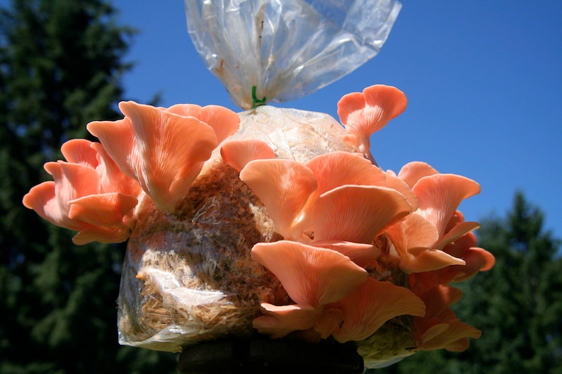 10 G Fresh Pleurotus Djamor Pink Oyster Mycelium Buy Mushroom Etsy