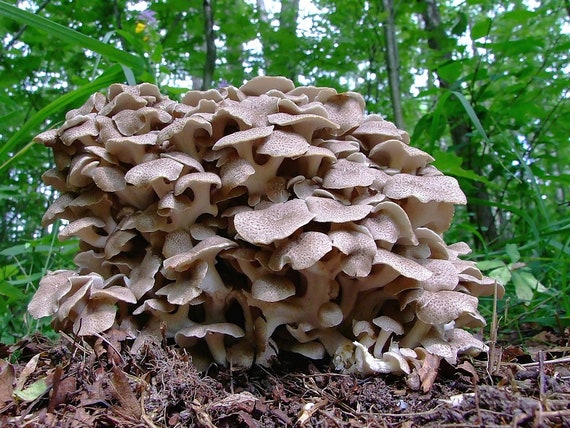 Polyporus Slide