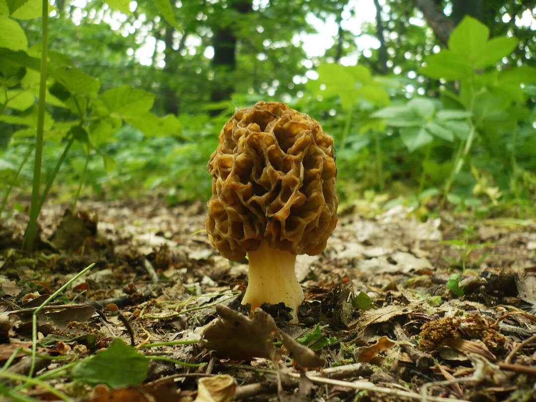 15 G Organic Mushroom Spawn Spores Seeds TRUE MOREL Mushroom Growing at ...