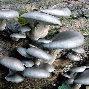 40 G Fresh BLUE OYSTER Mycelium Pleurotus Columbinus Buy - Etsy