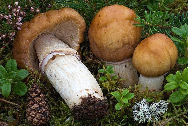 20 G Fresh Cortinarius Caperatus Mycelium GYPSY Mushroom Spawn - Etsy