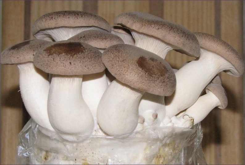 20 G Fresh King Oyster Pleurotus Eryngii Mycelium Buy Mushroom Etsy