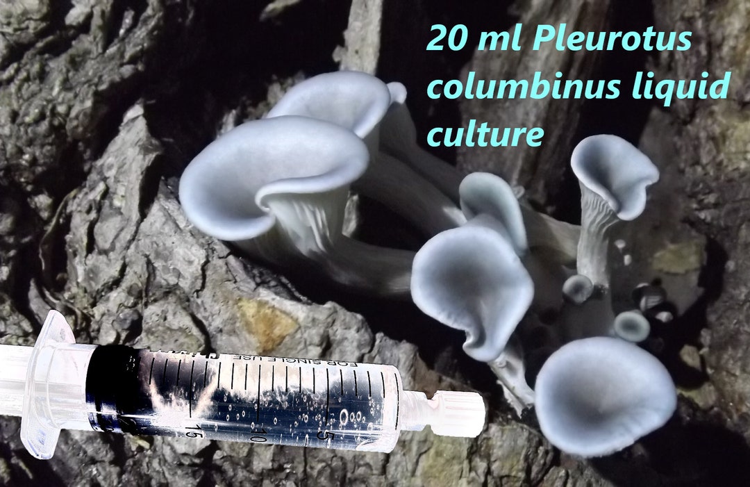 20 ml Fresh Pleurotus columbinus Liquid Culture BLUE OYSTER Champignon ...
