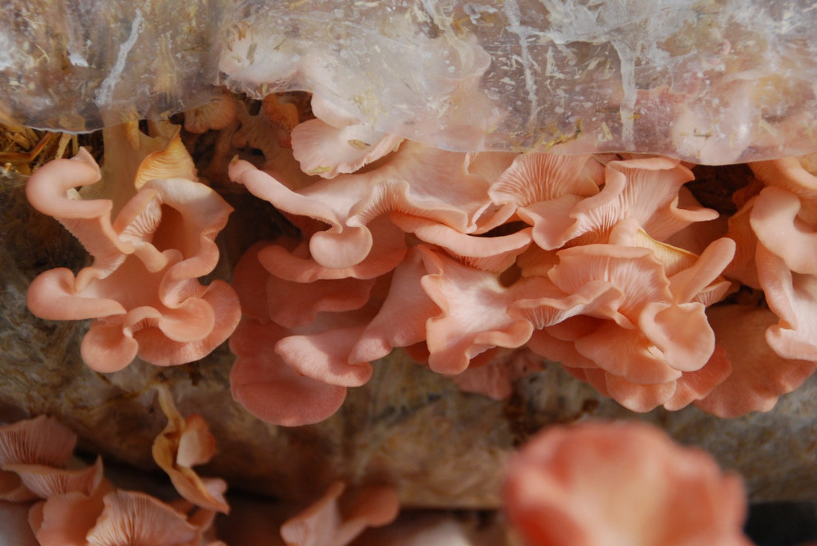 20 G Fresh Pink Oyster Mycelium Pleurotus Djamor Buy Mushroom Etsy