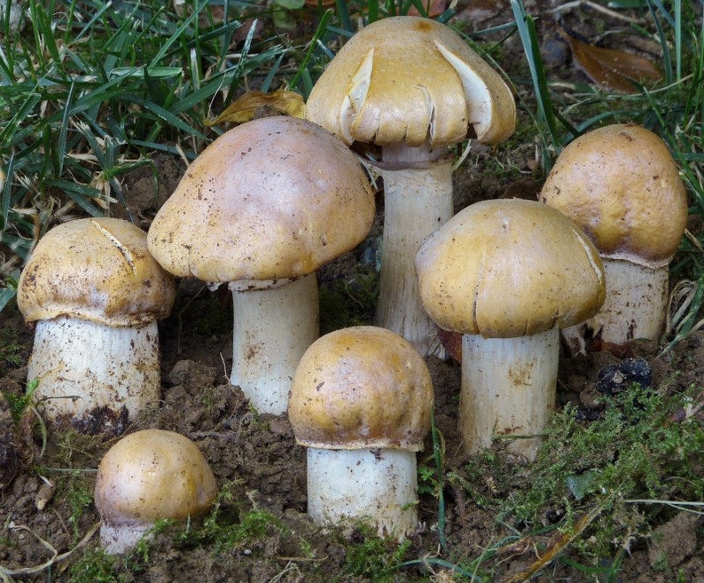 20 G Fresh Cortinarius Caperatus Mycelium GYPSY Mushroom Spawn - Etsy