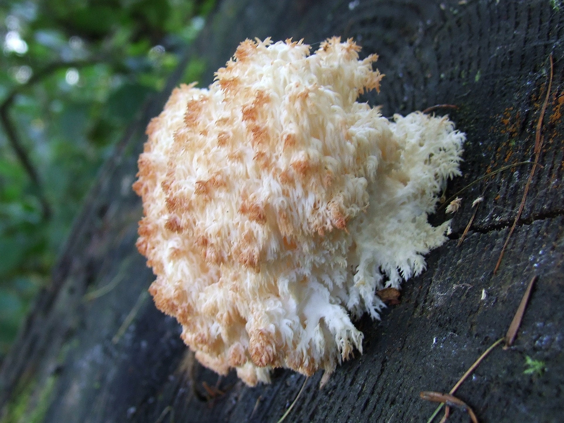 Coral Tooth Mushroom Health Benefits at Kristina Hertz blog