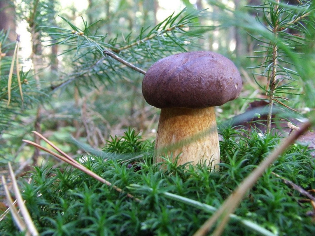 20 G Fresh BAY BOLETE Mycelium Boletus Badius Buy Mushroom - Etsy Norway