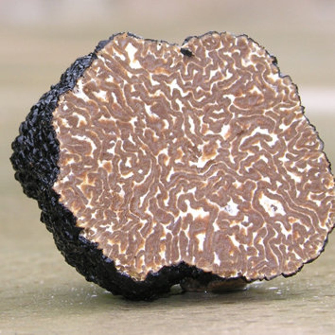 10 G Fresh Tuber Oregonense Mycelium OREGON BLACK TRUFFLE | Etsy