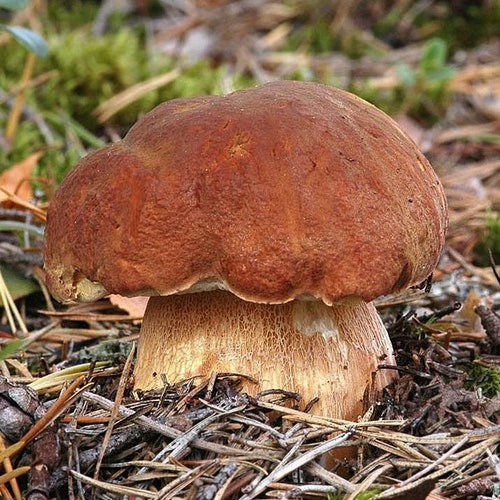 Boletus Pinophilus white Mushroom / Mycelium Spores Spawn | Etsy