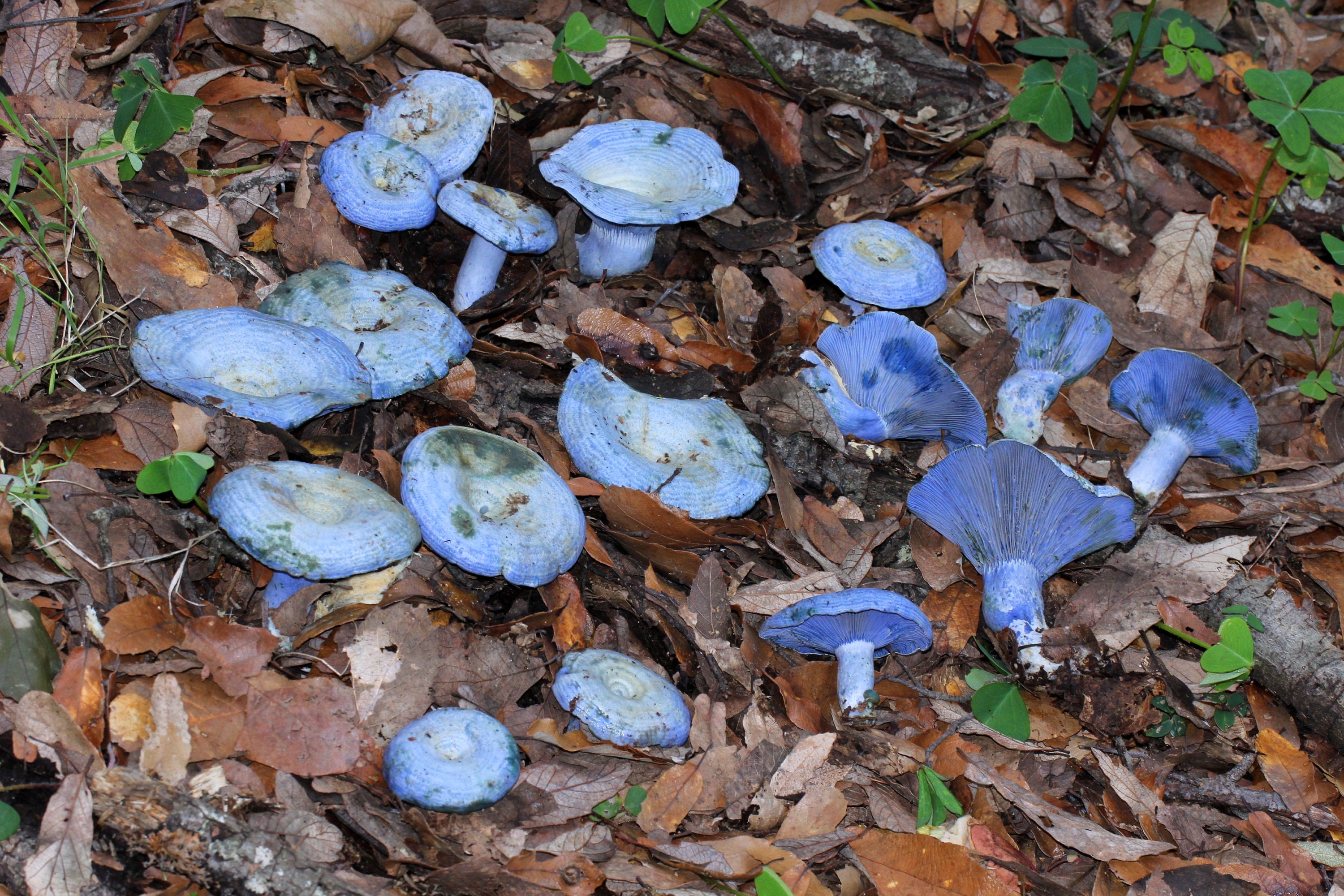 Hongo Lactarius Indigo – Lactarius Indigo Champignon – TAVSK