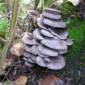 40 G Fresh BLUE OYSTER Mycelium Pleurotus Columbinus Buy - Etsy