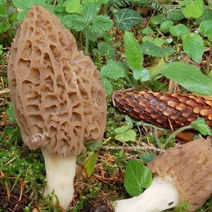 30 G Fresh PURPLE MOREL Mycelium Morchella Purpurascens | Etsy