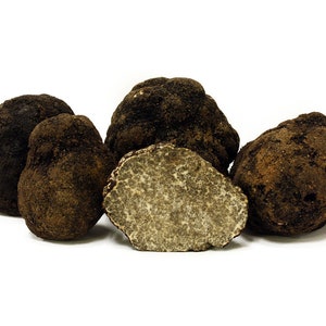 10 G Fresh OREGON BLACK TRUFFLE Mycelium Leucangium - Etsy Canada