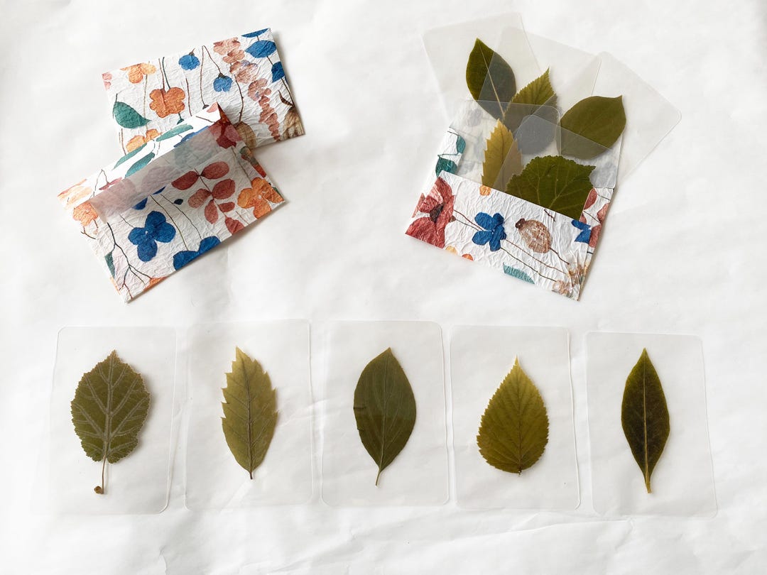 Dried Pressed and Laminated Leaf Specimens - Set of 5 Specimens in 1 ...