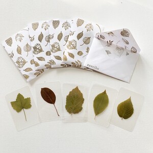 Dried Pressed and Laminated Leaf Specimens Set of 5 Specimens in 1 ...