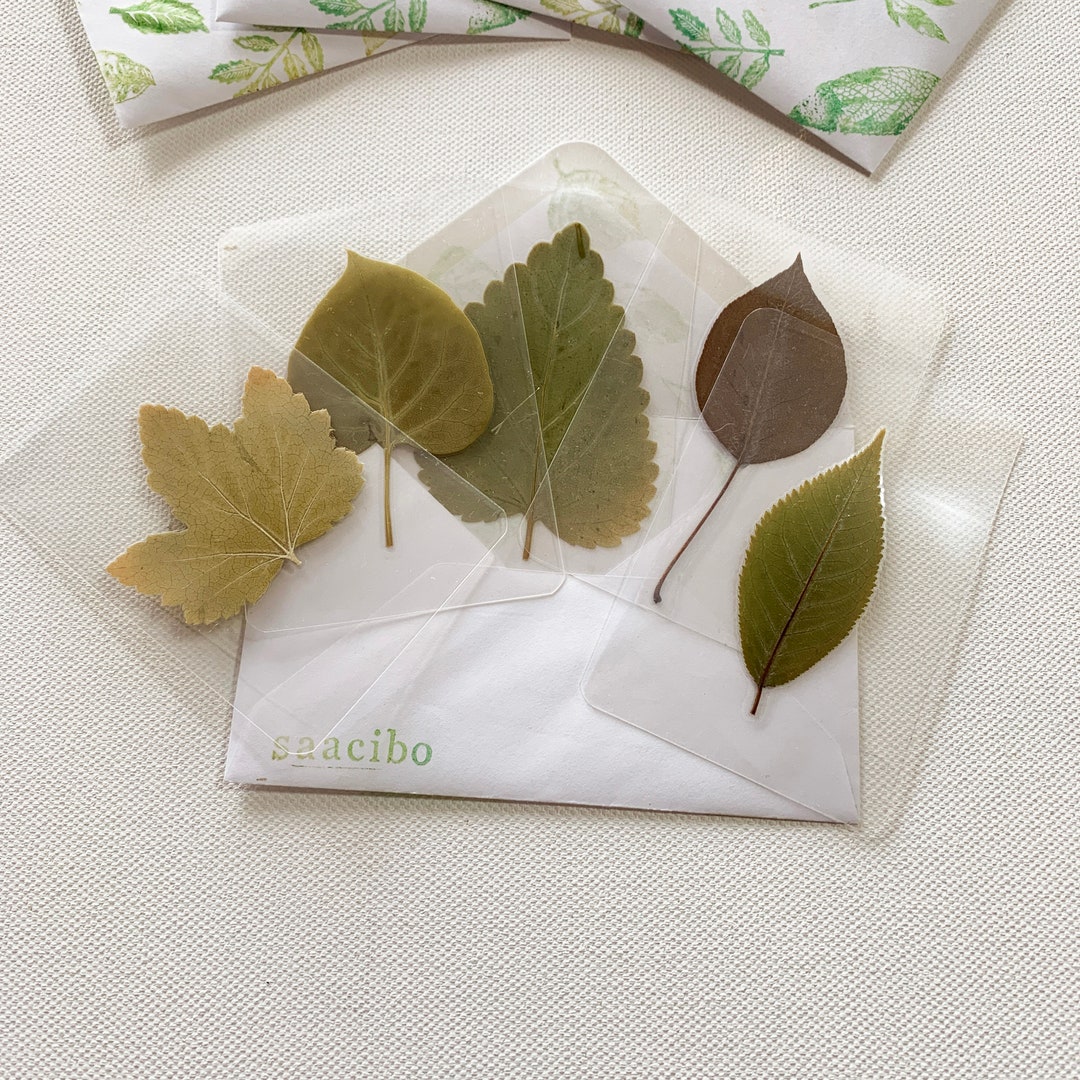 Dried Pressed and Laminated Leaf Specimens Set of 5 Specimens in 1 ...