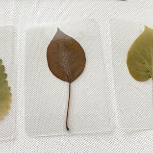 Dried Pressed and Laminated Leaf Specimens Set of 5 Specimens in 1 ...