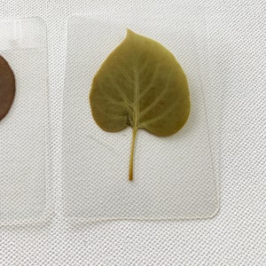 Dried Pressed and Laminated Leaf Specimens Set of 5 Specimens in 1 ...