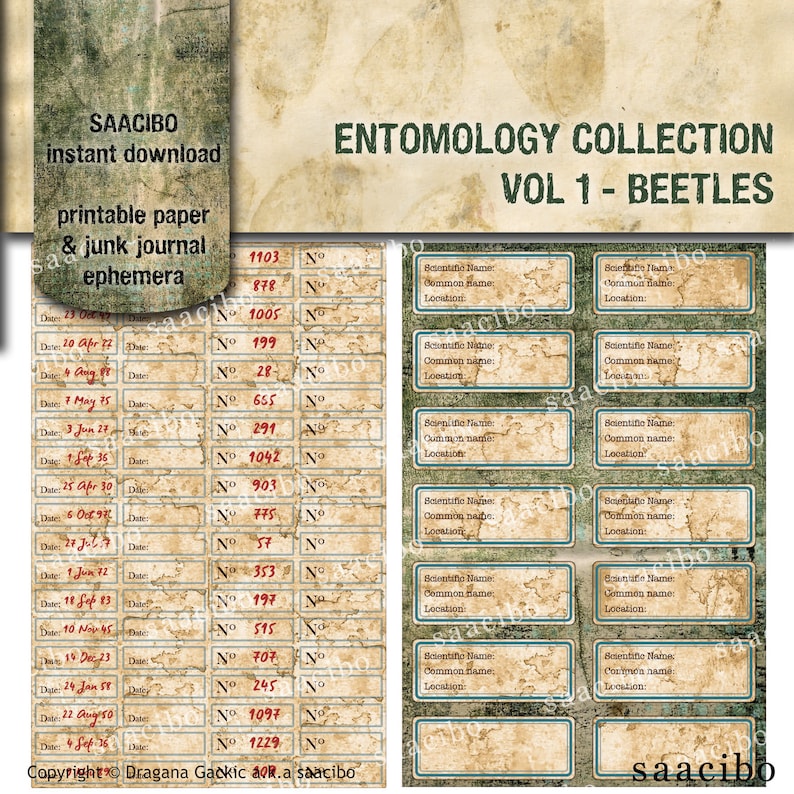 Beetle Specimen Cards, Printable Entomology Collection (digital ...