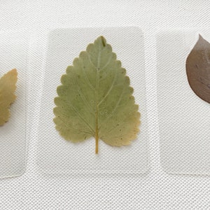 Dried Pressed and Laminated Leaf Specimens Set of 5 Specimens in 1 ...