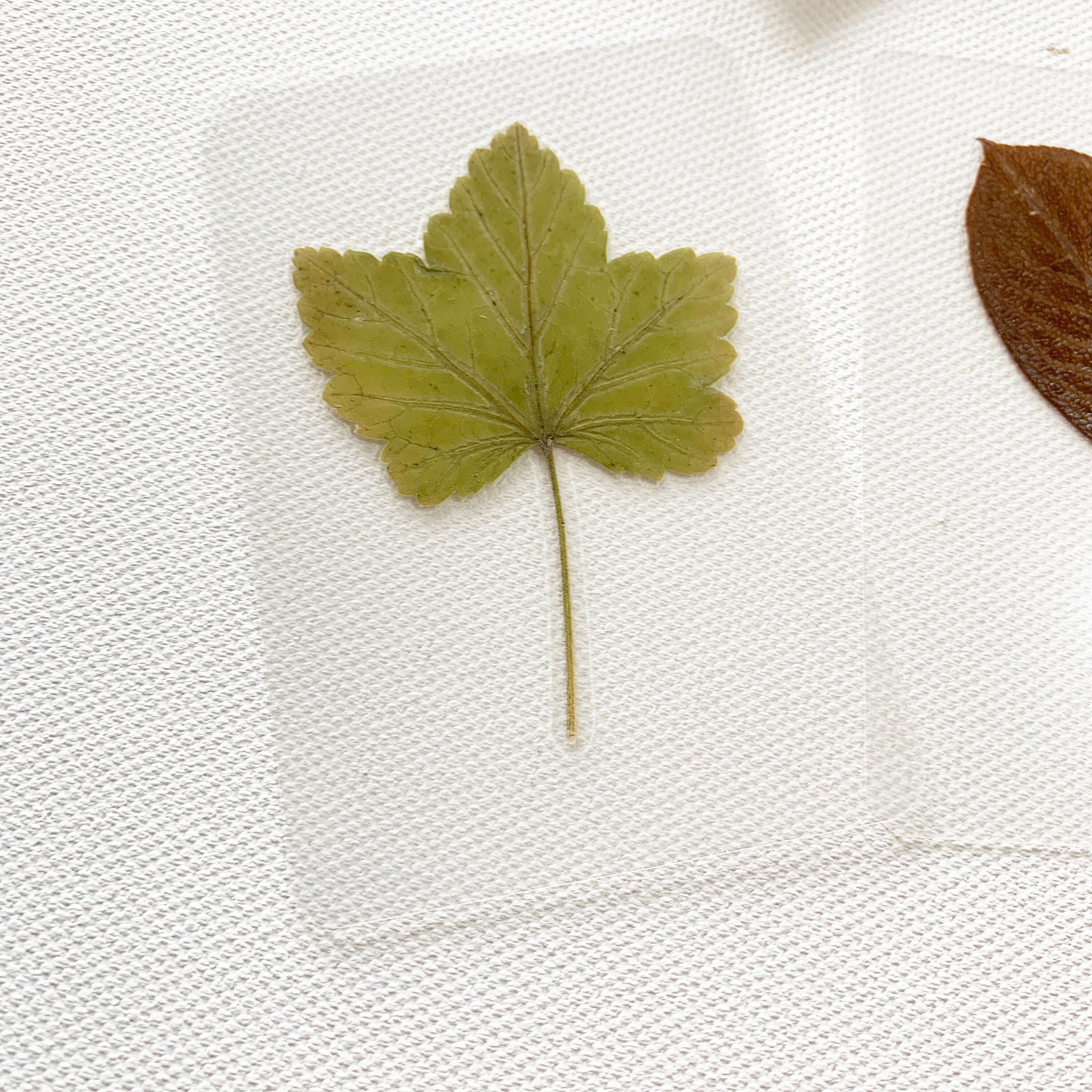 Dried Pressed and Laminated Leaf Specimens Set of 5 - Etsy