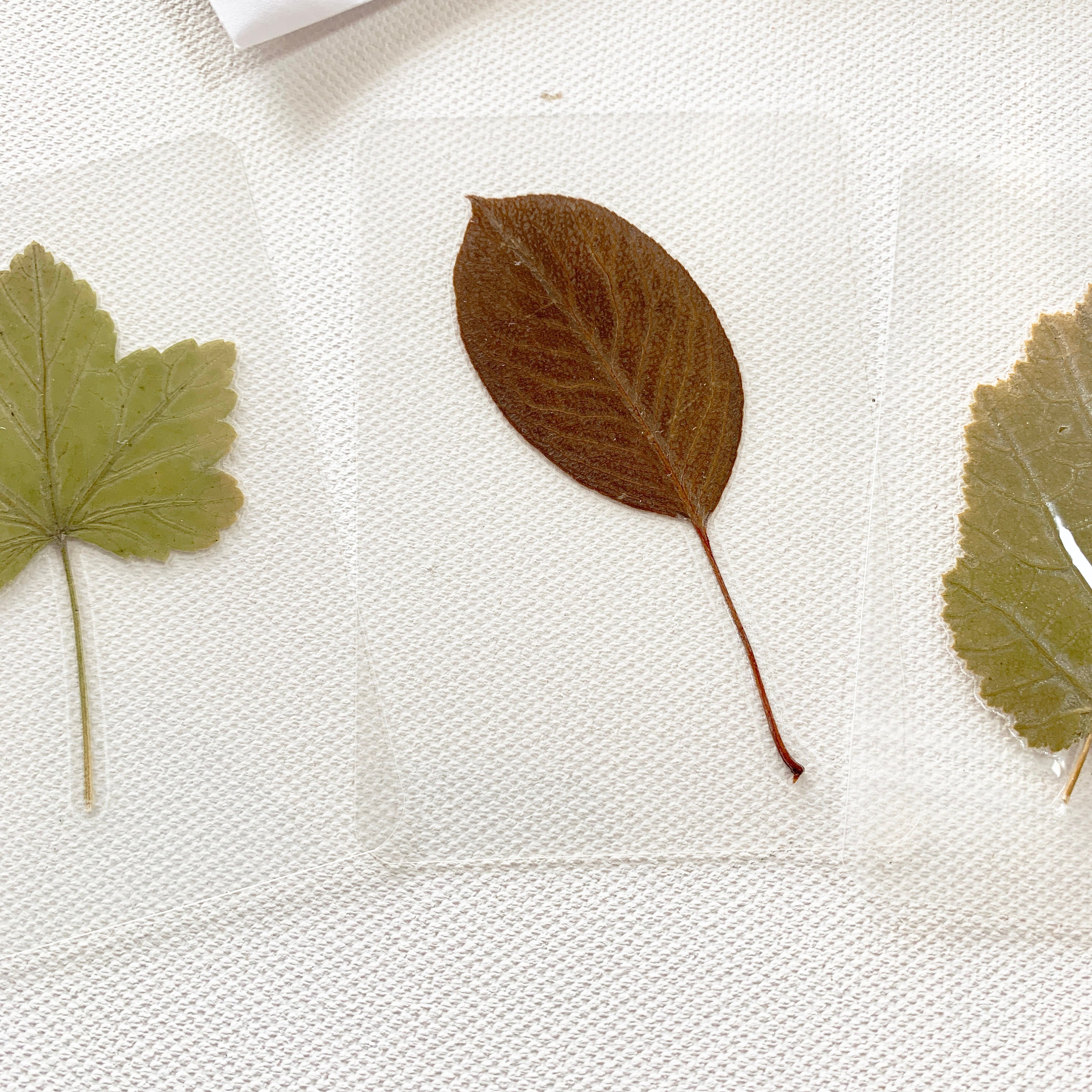 Dried Pressed and Laminated Leaf Specimens Set of 5 - Etsy