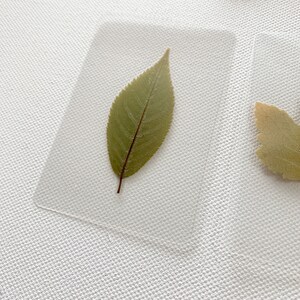 Dried Pressed and Laminated Leaf Specimens Set of 5 Specimens in 1 ...