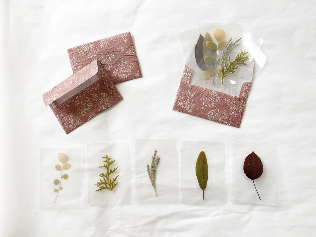 Dried Pressed and Laminated Leaf Specimens - Set of 5 Specimens in 1 ...