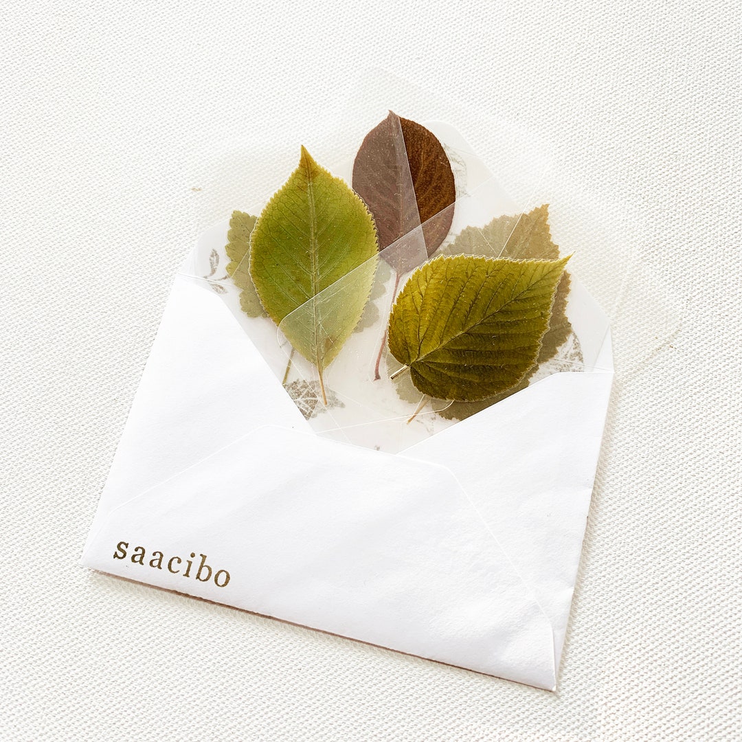 Dried Pressed and Laminated Leaf Specimens Set of 5 Specimens in 1 ...