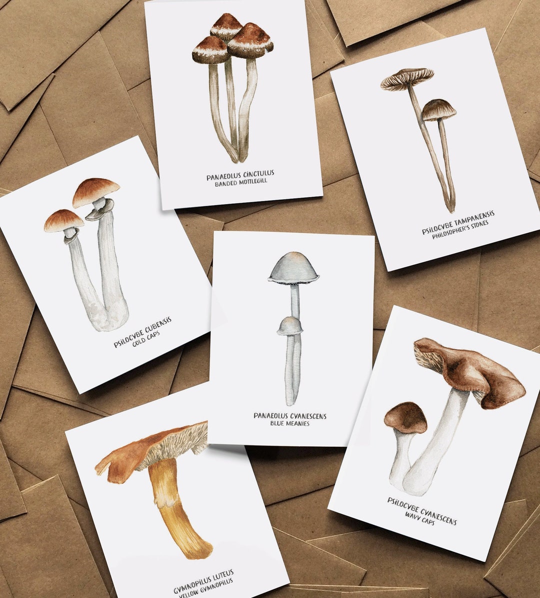 Magic Mushroom Cards Box Set, Mushroom Greeting Cards, Assorted Box Set ...