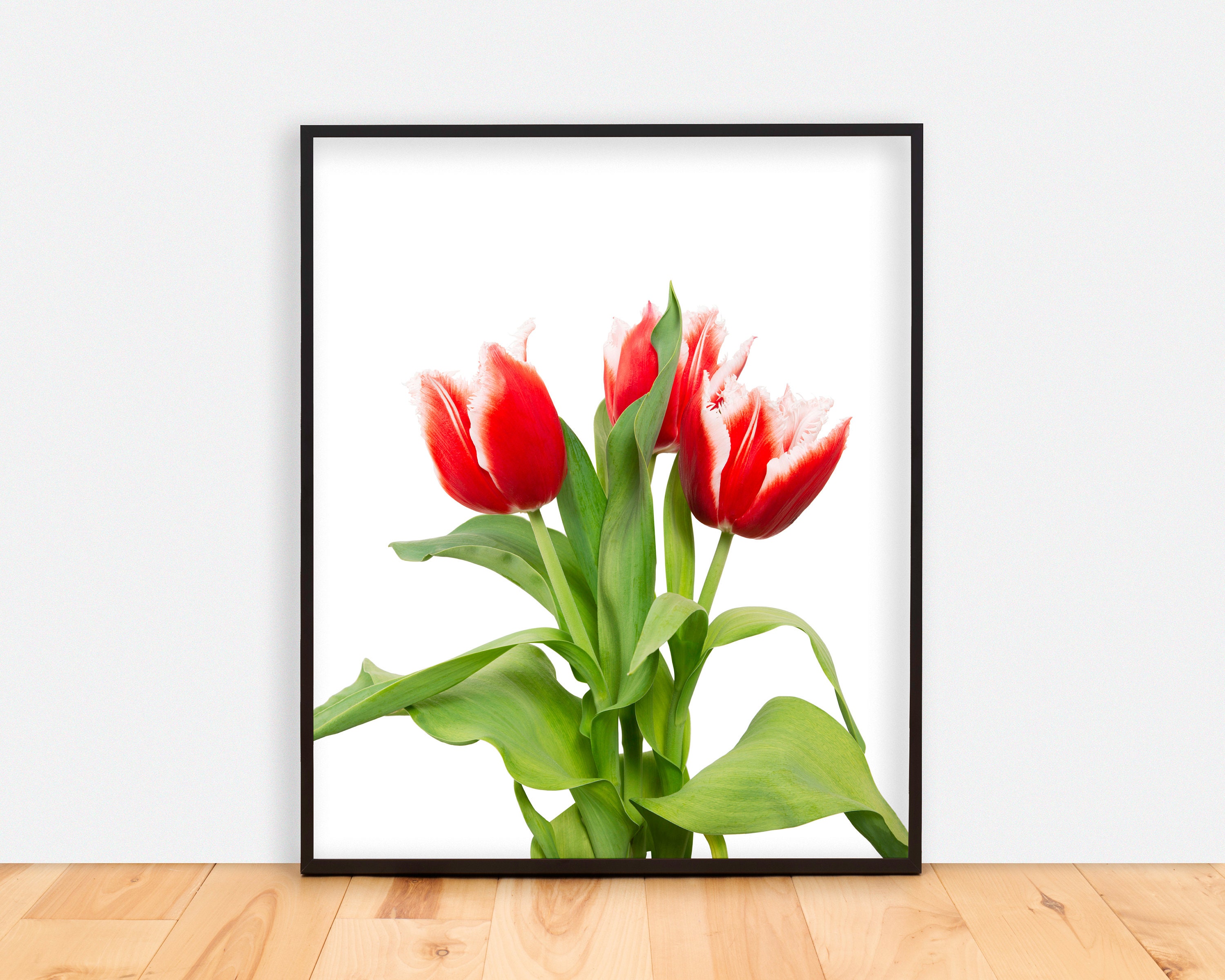 Modern Wall Art Print New Santa Fringed Tulip Minimalist Plant Photo ...