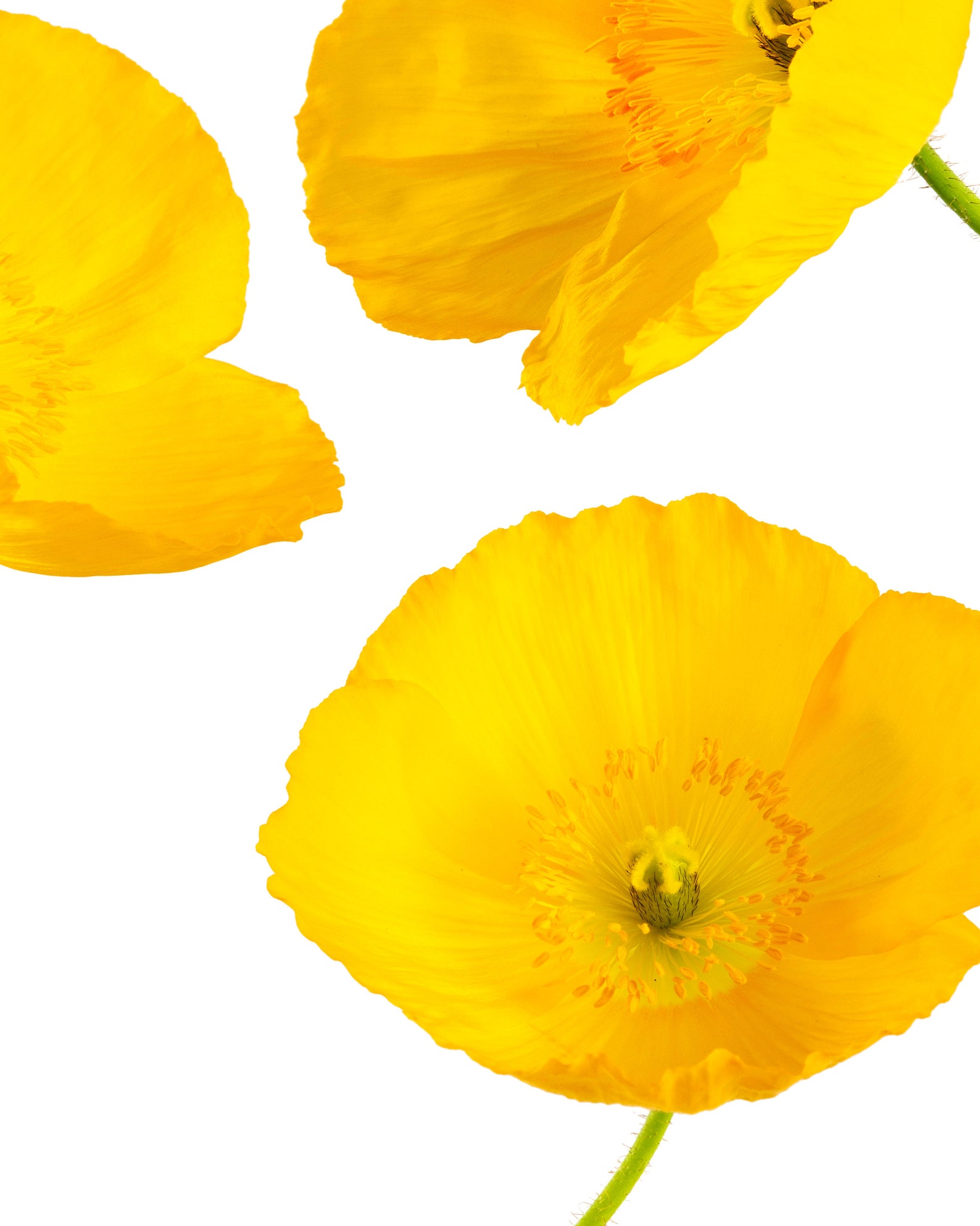 Modern Wall Art Print Yellow Poppies Minimalist Plant - Etsy UK