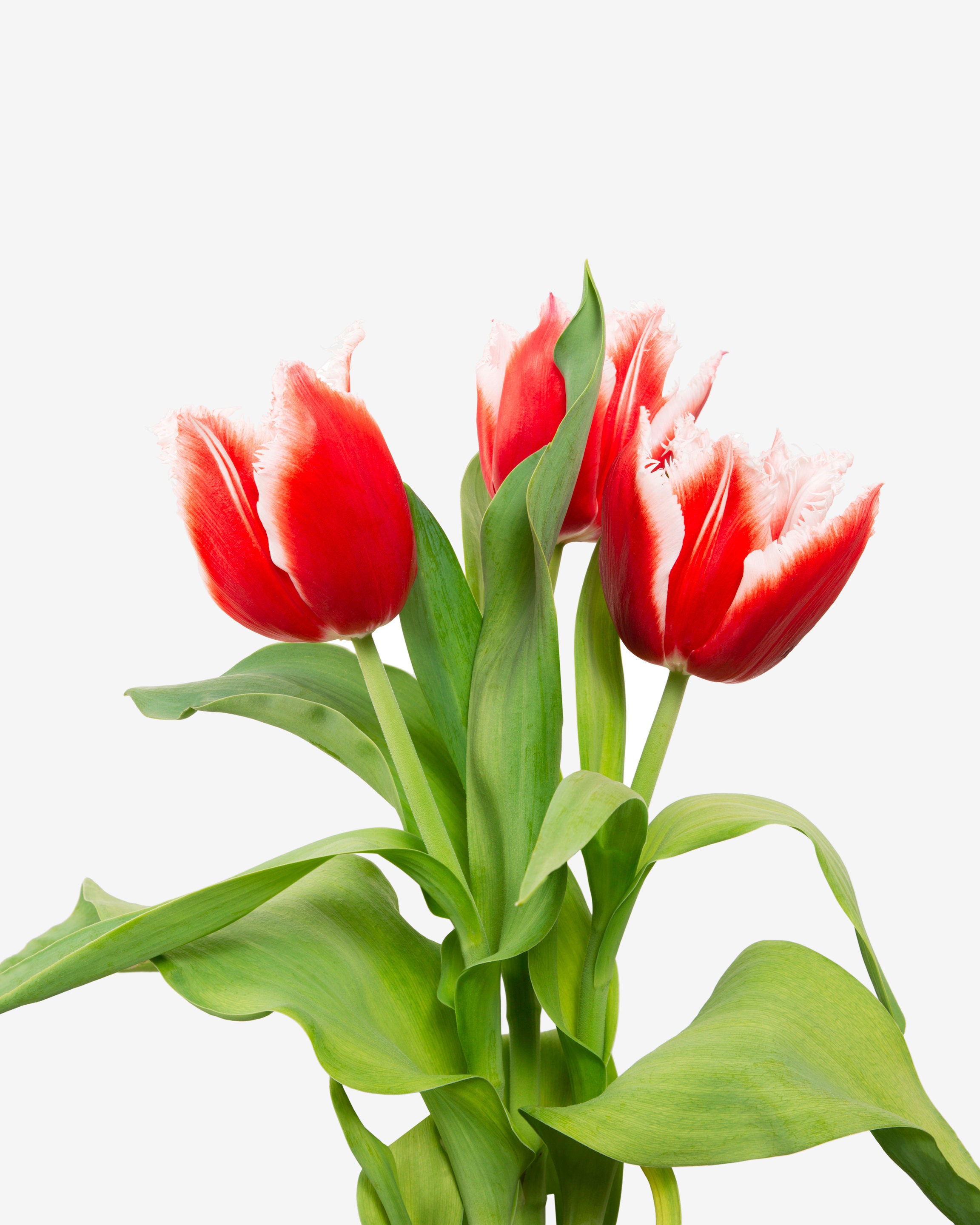 Modern Wall Art Print New Santa Fringed Tulip Minimalist Plant Photo ...